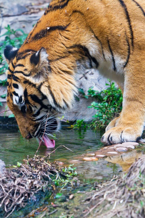 Tiger drinking water stock image. Image of animal, claw - 19065127
