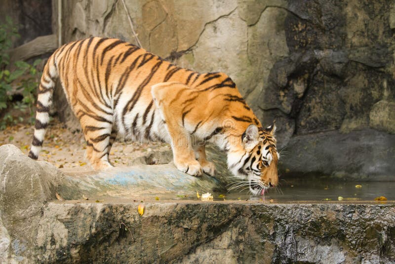 Tiger Drinking Water stock image. Image of tongue, pond - 37909177