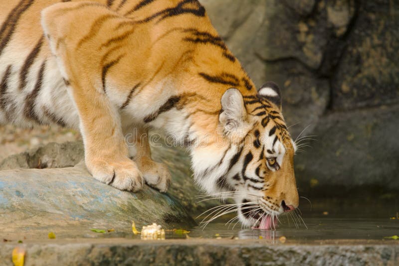 612 Tiger Drinking Water Stock Photos - Free & Royalty-Free Stock ...