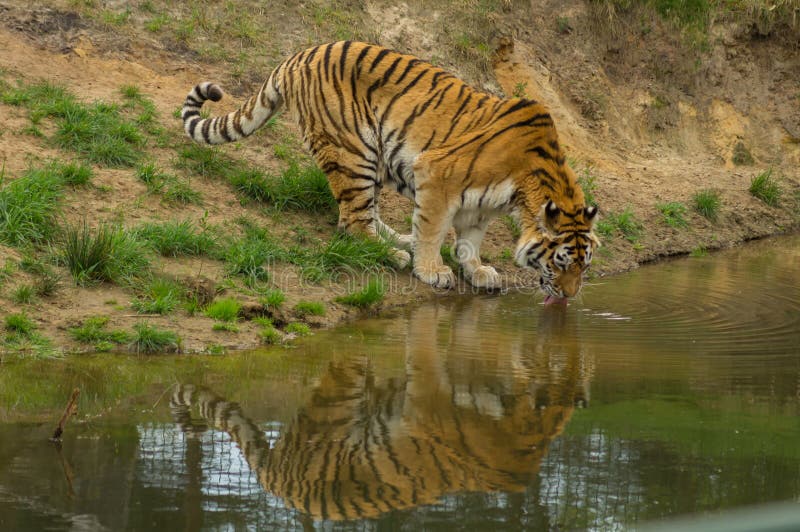 721 Tiger Drinking Water Stock Photos - Free & Royalty-Free Stock ...
