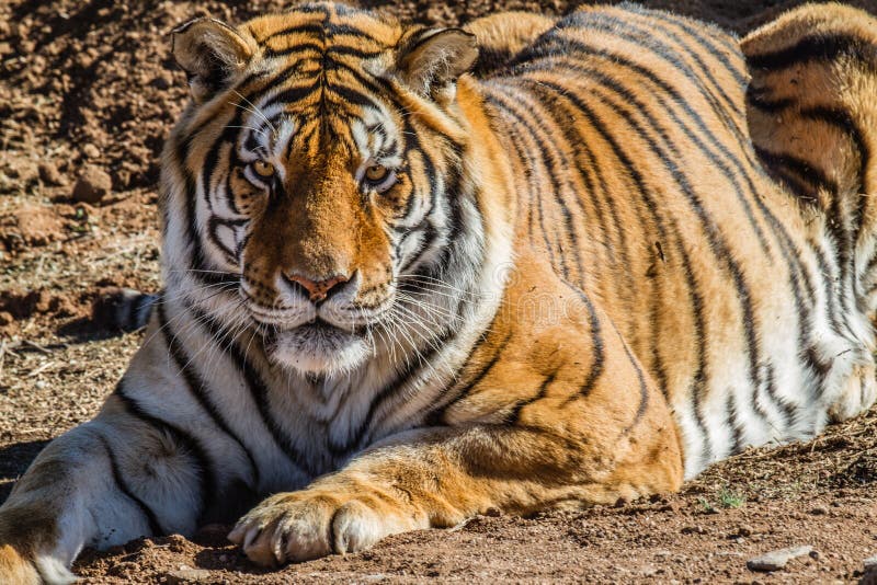 Tiger in a dry environment stock photo. Image of field - 28981896