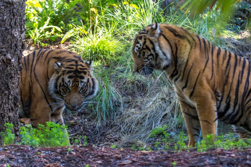 Tiger Duo stock photo. Image of whiskers, sumatran, tigers - 47944052