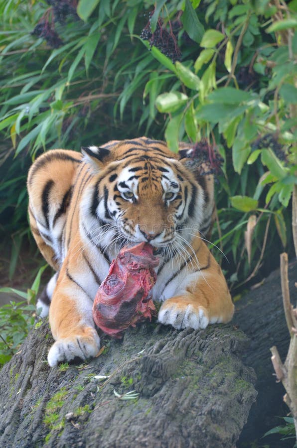 Tiger eating stock image. Image of landscape, amur, relaxing - 27032925
