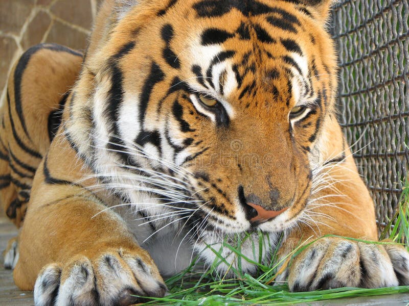 Tiger eating the grass stock photo. Image of looking, bengal - 3161834
