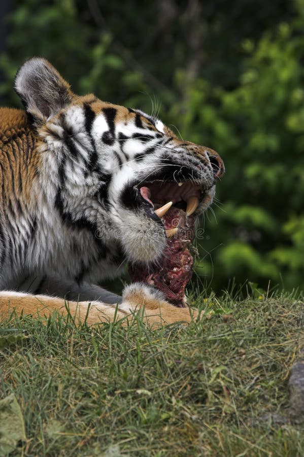 Mother hen and her chicks stock image. Image of pick, animal - 306073