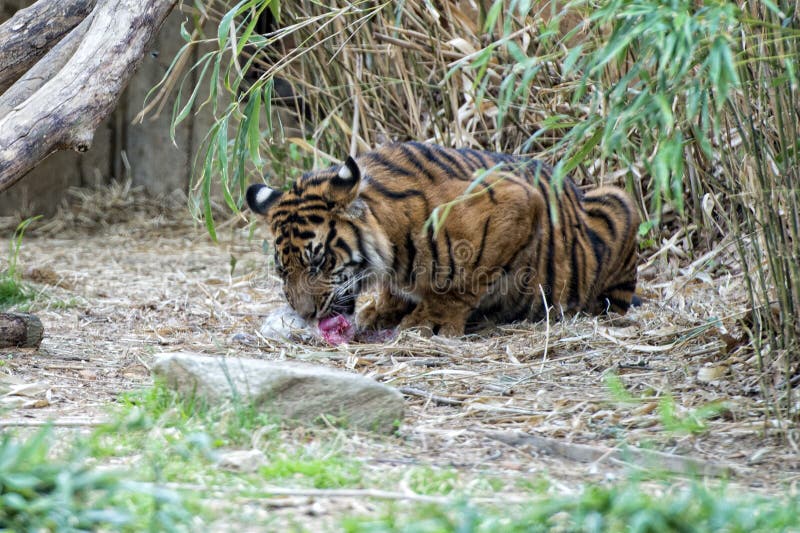 Tiger Eating and Looking at You Stock Photo - Image of forest, meat ...