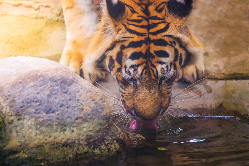 Bengal tiger eating stock image. Image of bengal, animals - 6500309