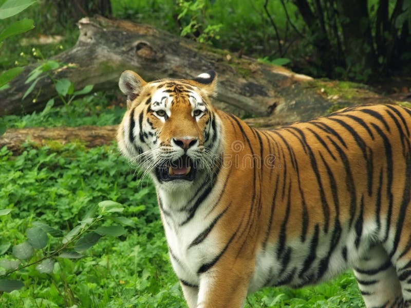 Tiger in the Enclosure of the Riga Zoo Stock Image - Image of majestic ...