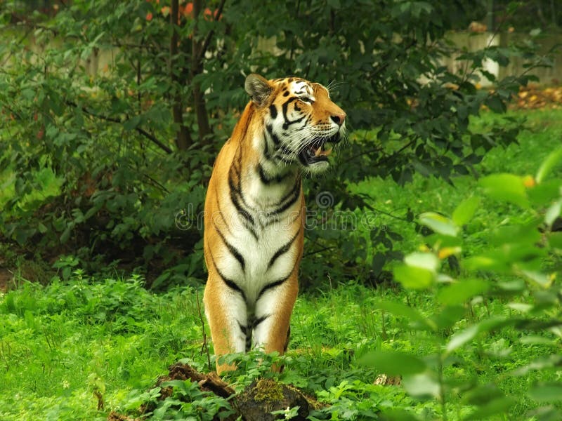 Tiger in the Enclosure of the Riga Zoo Stock Photo - Image of large ...