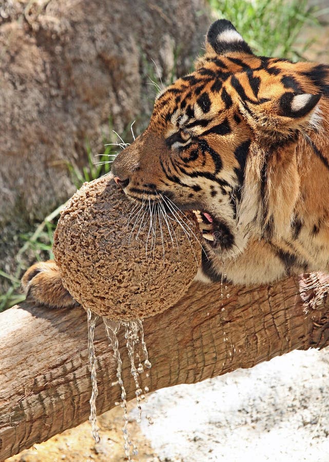 Water Tiger stock image. Image of float, danger, cats - 10091329