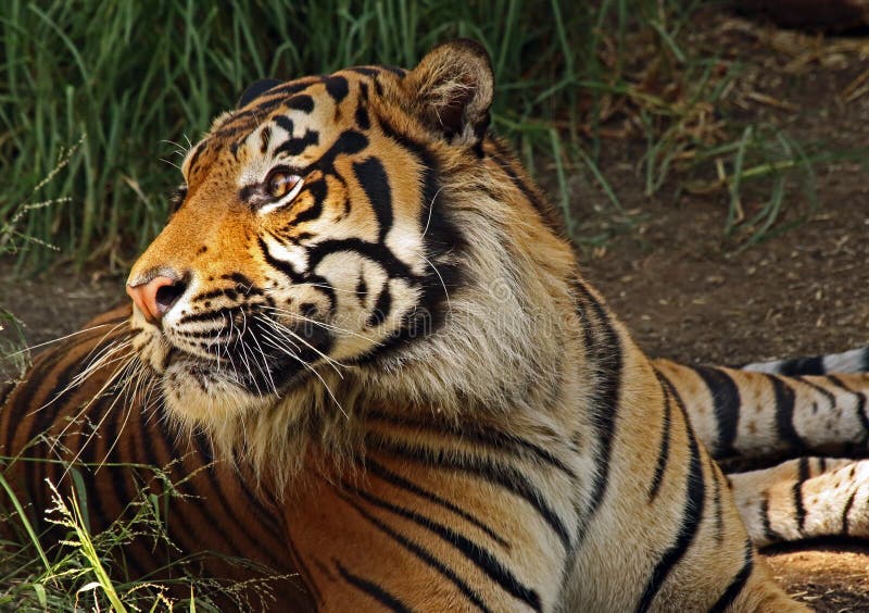 Tiger stock photo. Image of detail, asia, intense, endangered - 73561326