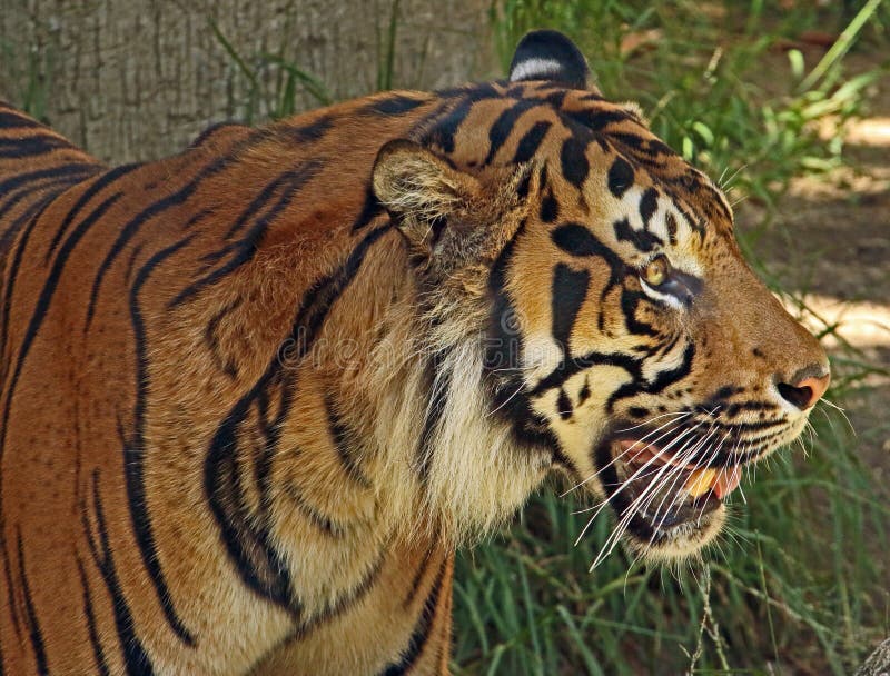 Tiger Open Mouth Stock Photos - Download 732 Royalty Free Photos