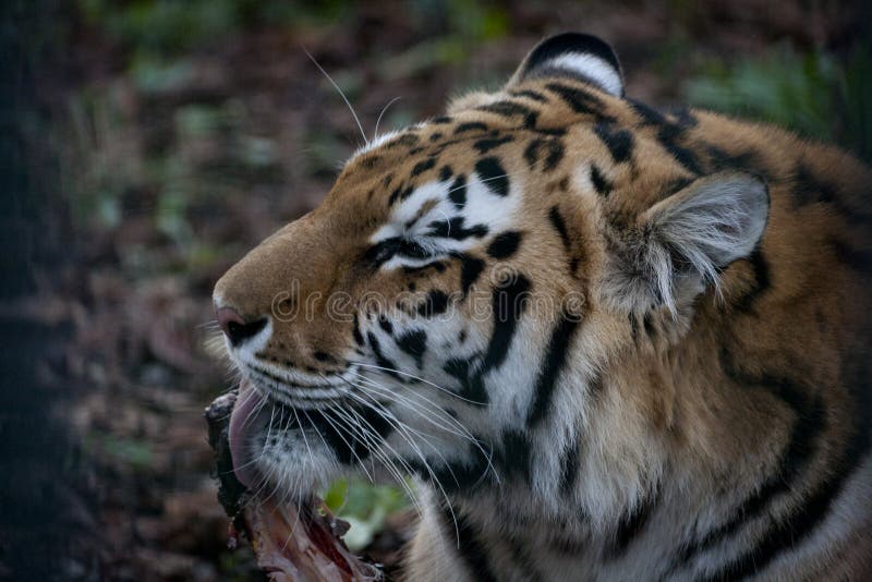 Tiger Enjoying a Bone stock image. Image of bone, sofia - 36731641