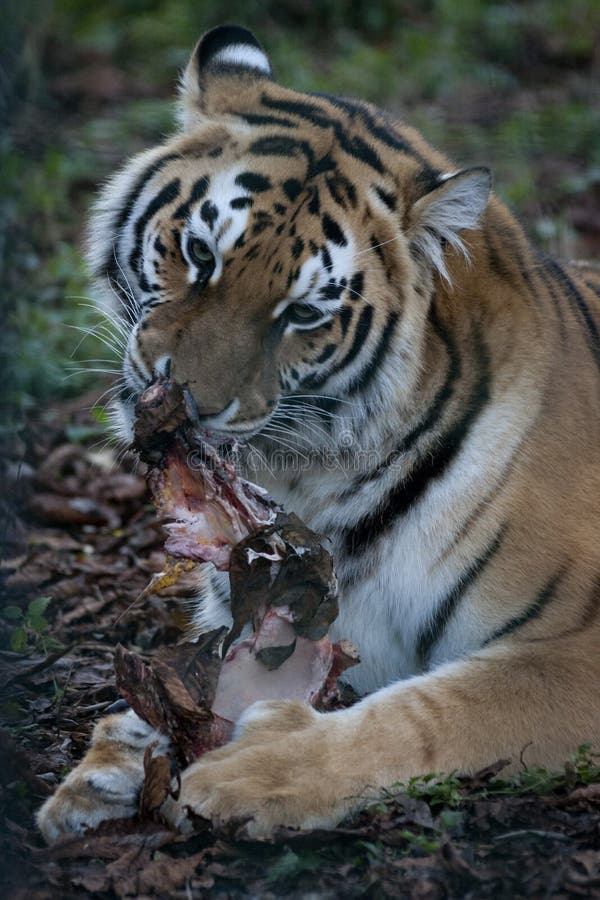 Tiger Enjoying the Lunch stock image. Image of predator - 36731491