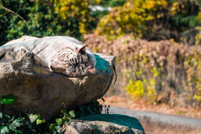 The Tiger is Enjoying a Nap Stock Image - Image of sleep, white: 238931477