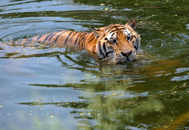 Tiger - Stealth stock photo. Image of sumatran, sneaky - 12480160
