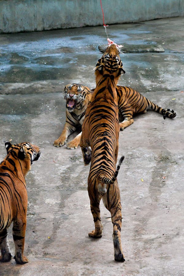 Tiger, Der Fleisch In Einem Zoo Isst Stockbild - Bild von imbiß, raub ...