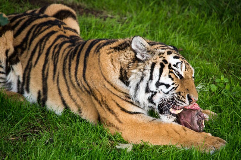 Tiger-Essen stockfoto. Bild von essen, wildnis, gefährdet - 25575110