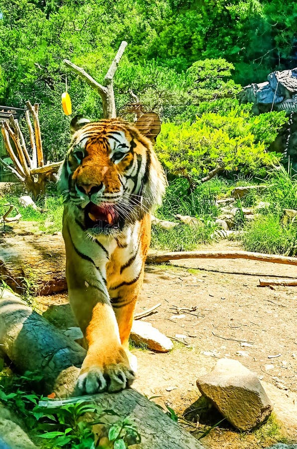 Tiger looking forward stock photo. Image of animal, looking - 232059978