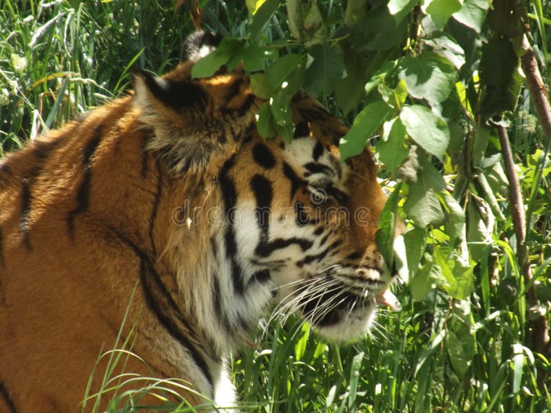 Tiger editorial stock image. Image of orange, plant, leaves - 65990824