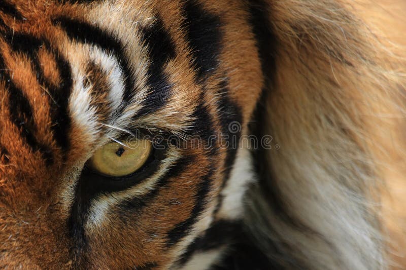 Tiger eye stock photo. Image of wild, animal, close, look - 11168638
