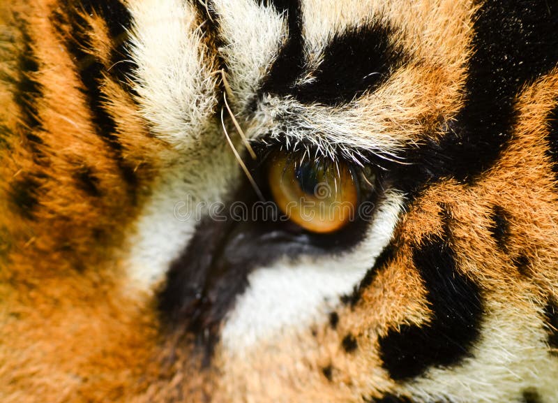 Tiger eye stock photo. Image of tigris, mammal, close - 25932024