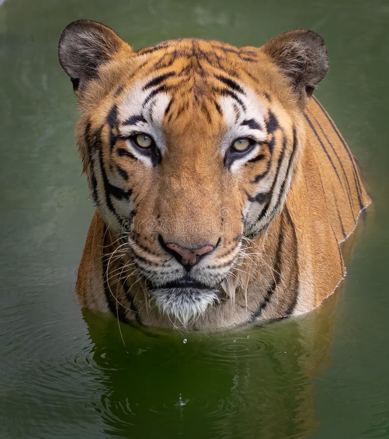 Tiger Eye to Eye Contact stock photo. Image of tiger - 251546458
