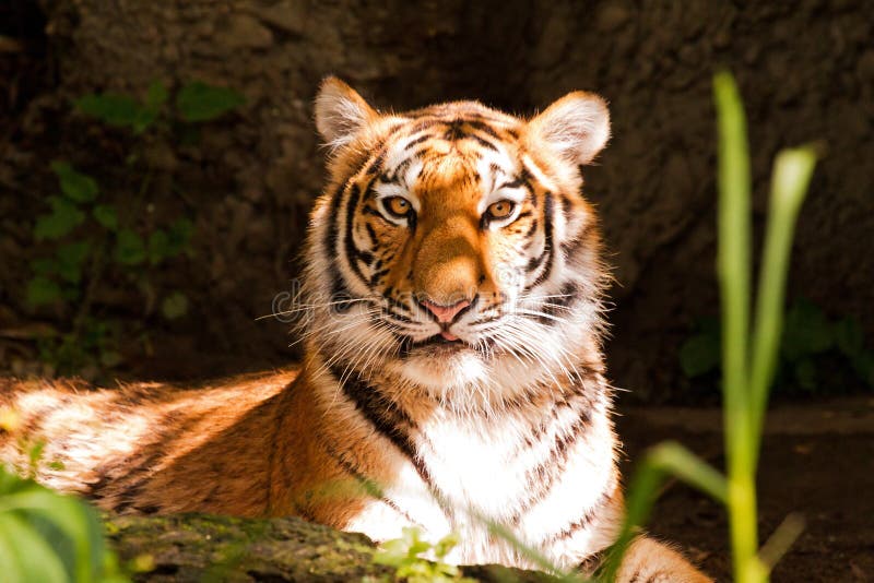 Tiger eyes stock image. Image of orange, strength, wild - 25448709