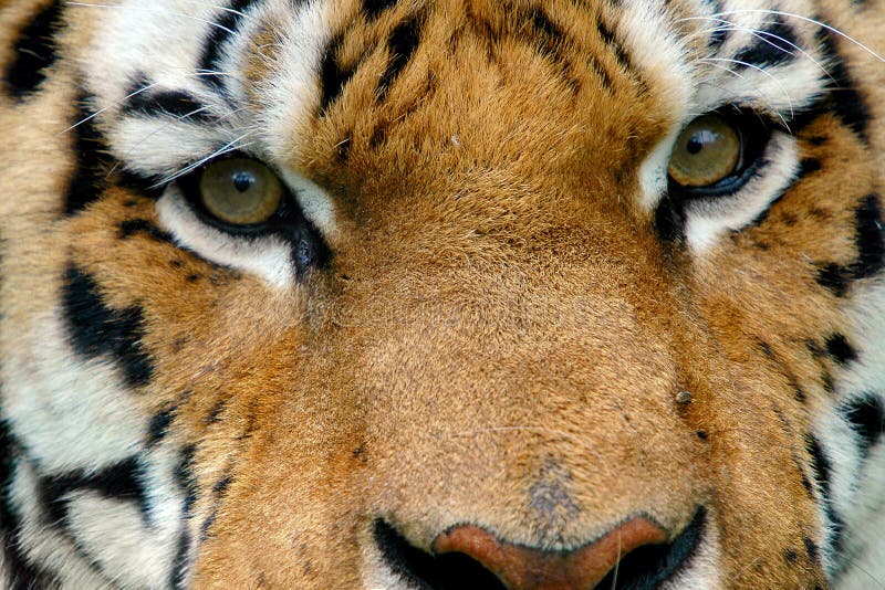 30+ Eyes tigers Free Stock Photos - StockFreeImages