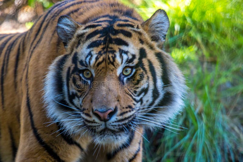 Tiger Eyes stock image. Image of sumatran, rare, tail - 47944083