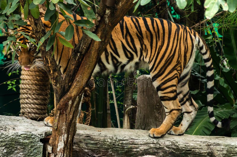 Tiger - Stealth stock photo. Image of sumatran, sneaky - 12480160