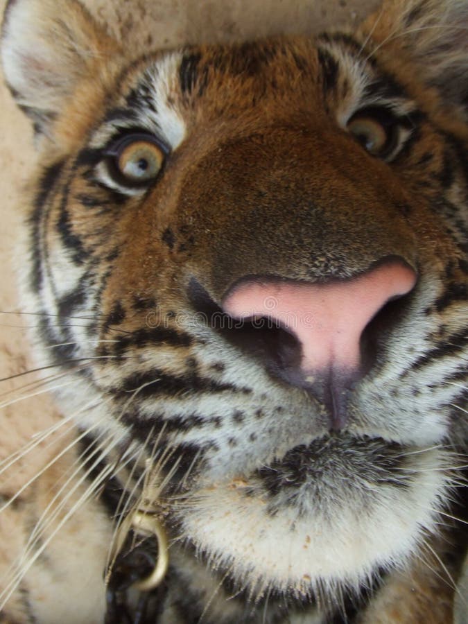 Tiger face stock photo. Image of wildlife, nature, asia - 12362848