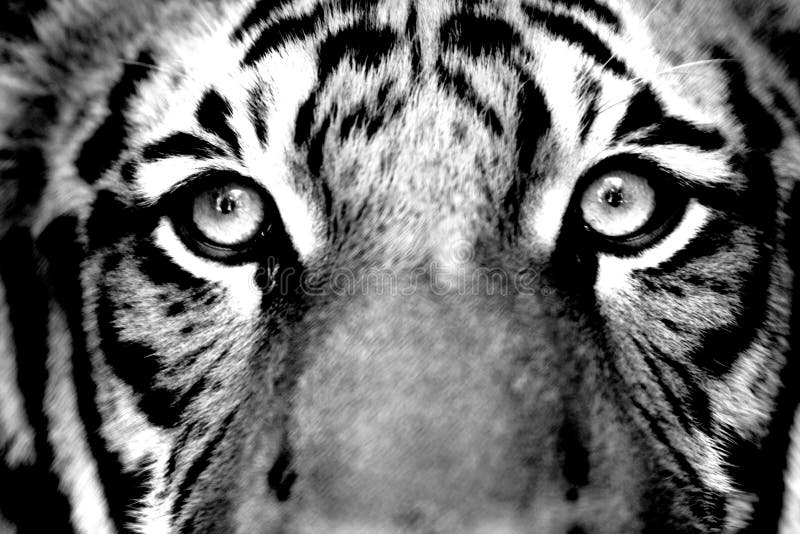 Tiger Face stock photo. Image of black, tiger, malaysia - 13388480