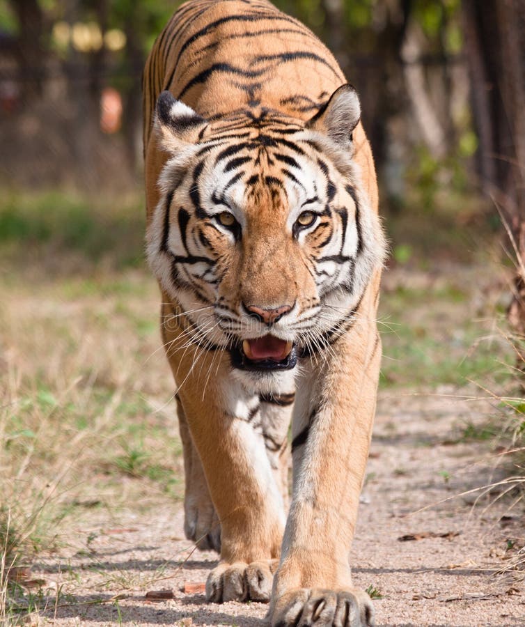 Tiger face stock image. Image of wildlife, stripes, panthera - 14067471