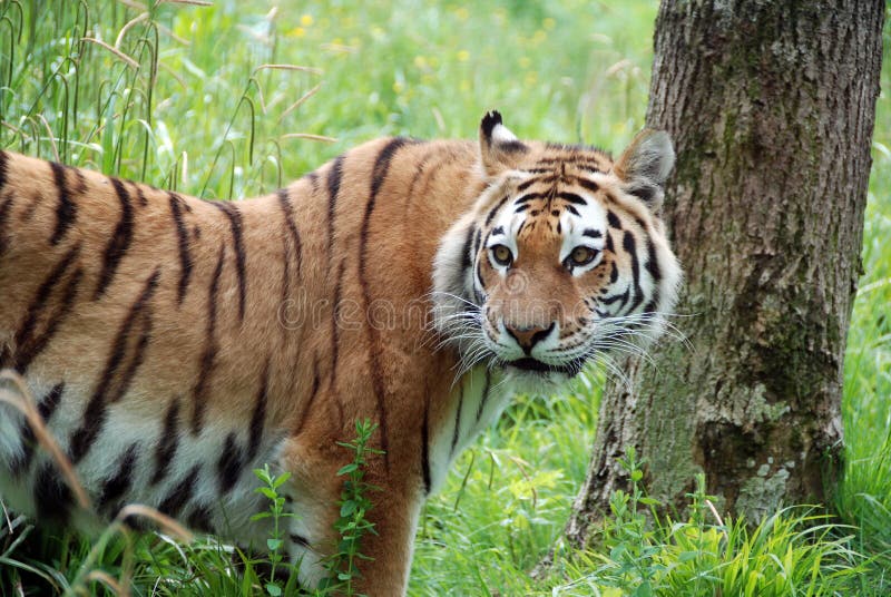 Tiger face stock image. Image of safari, tall, neck, lips - 19607335