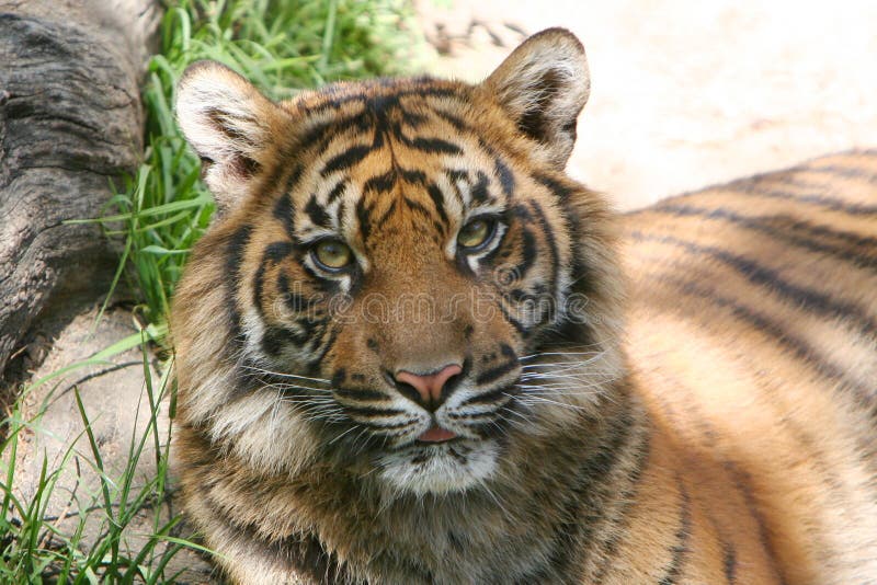 Tiger Face stock photo. Image of wildlife, animal, sumatran - 5148476
