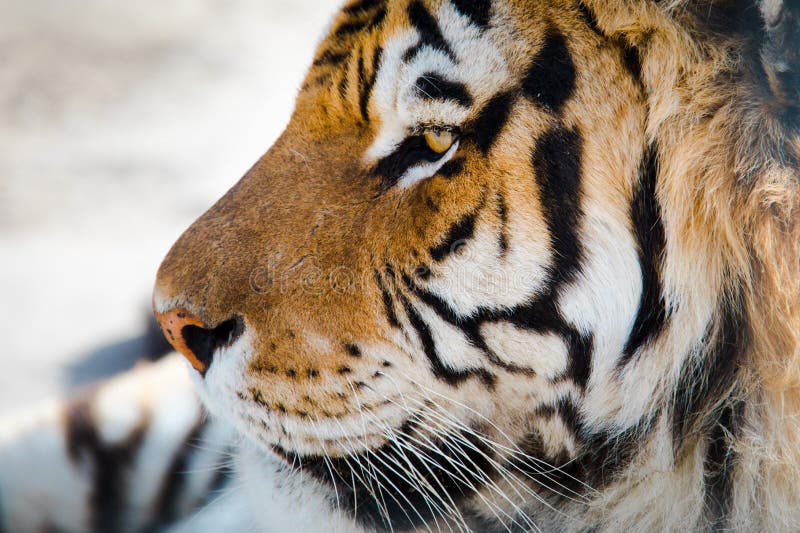 Tiger Face in Detail from Left Side Stock Photo - Image of safari ...