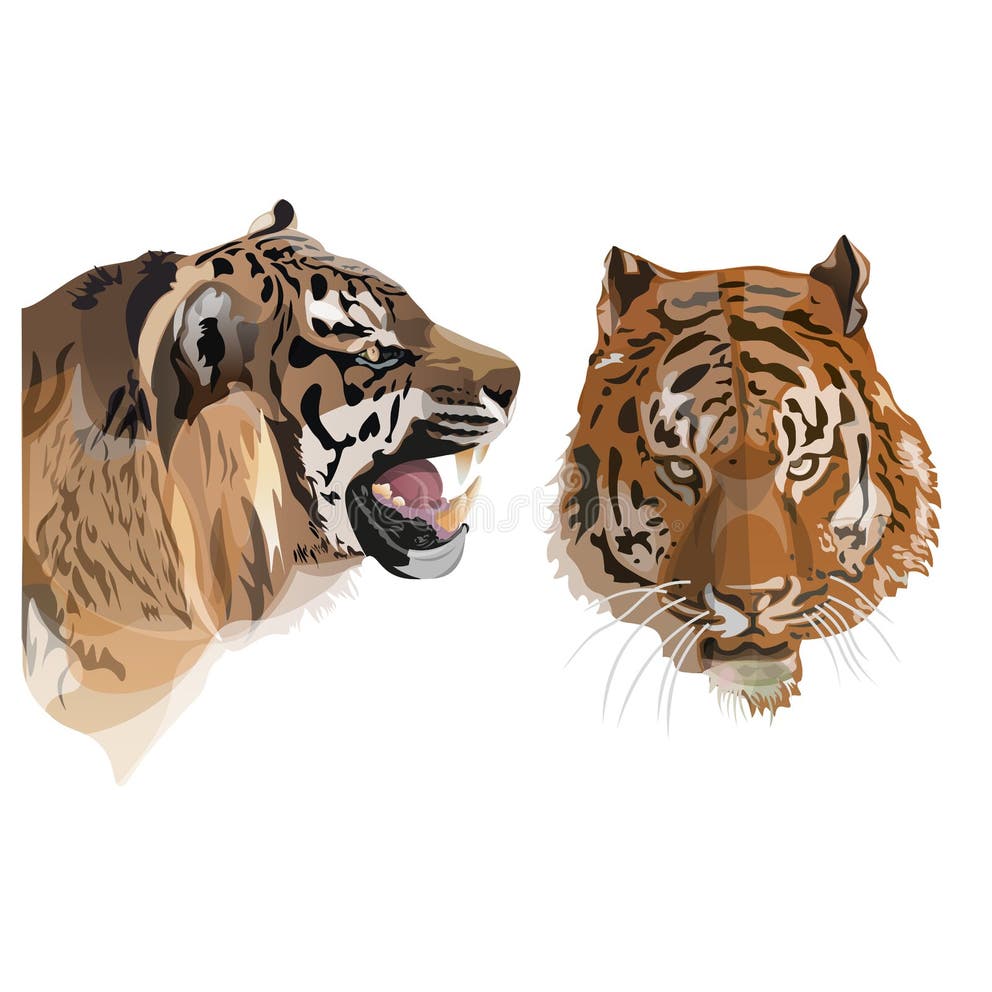 Tiger Face Side Profile Stock Illustrations – 66 Tiger Face Side ...
