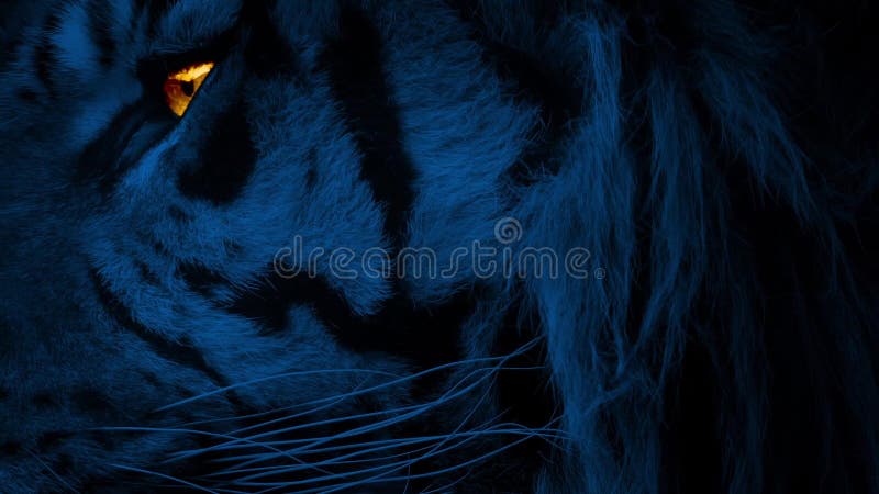 Tiger with Glowing Eyes in the Dark Stock Video - Video of dramatic ...