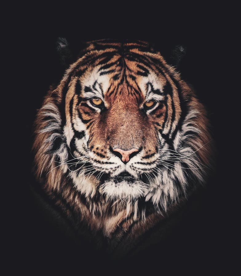 Tumblr Backgrounds Tiger