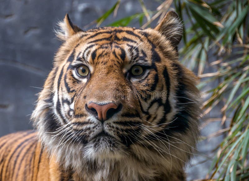 Tiger face stock image. Image of eyes, stripes, tiger - 52203009