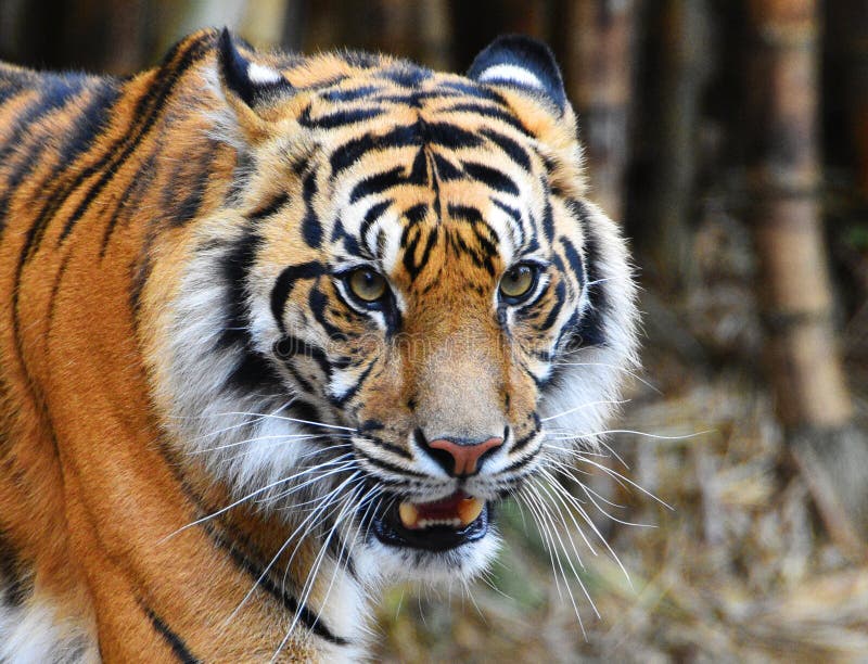 Tiger Face Showing Teeth Ears Folded Back Stock Image - Image of long ...