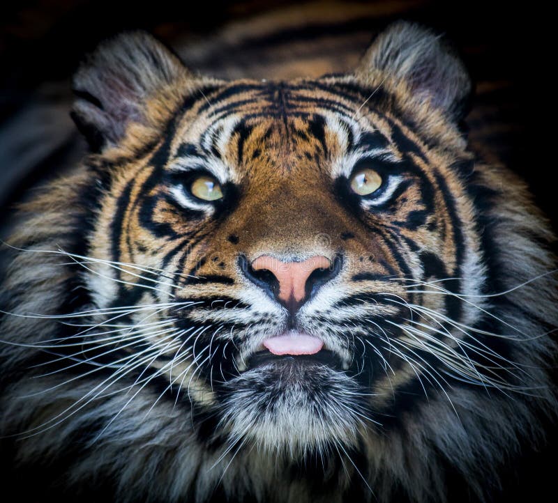Tiger face tongue stock photo. Image of animal, sticking - 44079482