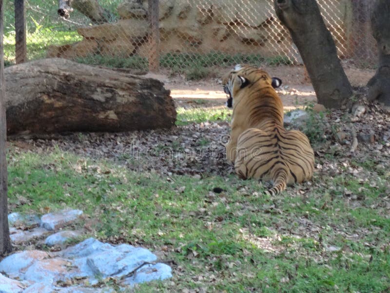 A Tiger Facing Backwards with Anger in the Cage Stock Image - Image of ...