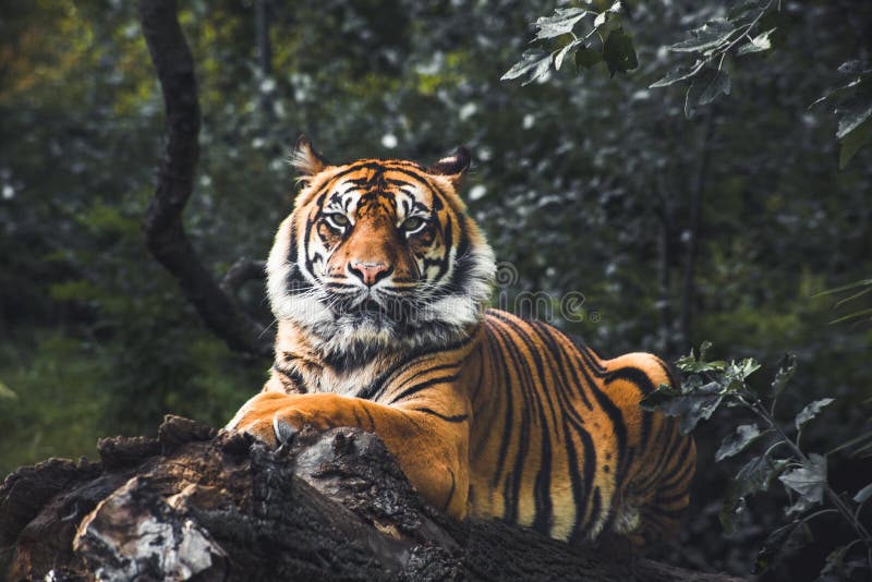 Tiger Facing on a Tree Branch Stock Photo - Image of anger, close ...