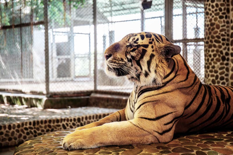 Tiger in farm. stock photo. Image of predator, look - 129548108