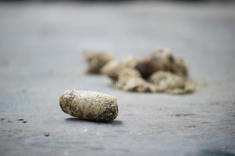 Tiger feces stock image. Image of fecal, brown, smell - 56429201