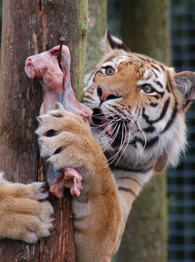 Tiger feeding stock image. Image of mamal, paws, searching - 14009287