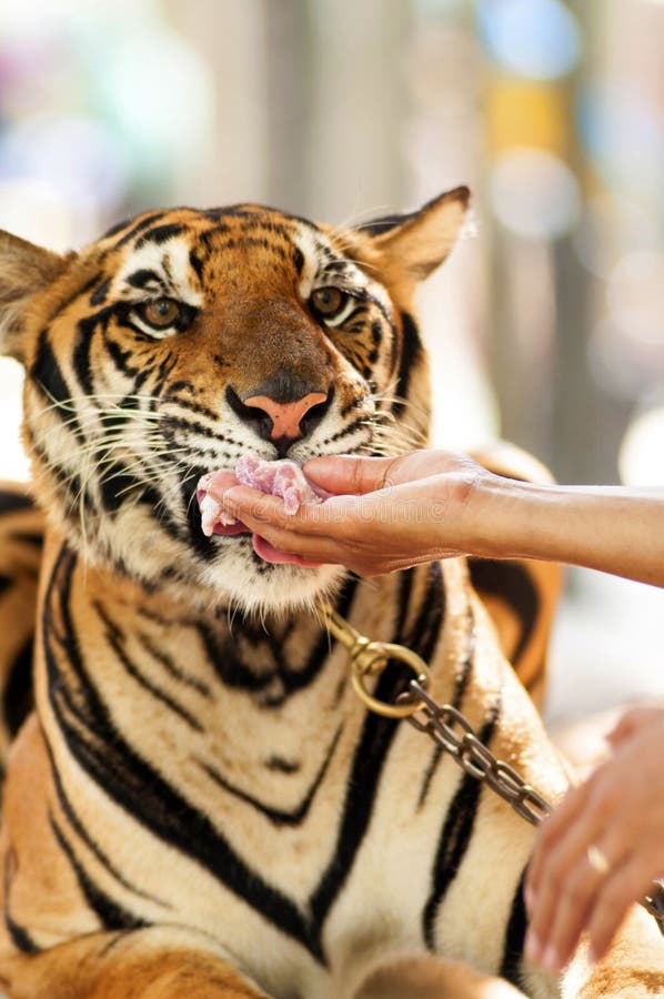 Tiger feeding stock photo. Image of mammal, predator - 28506372