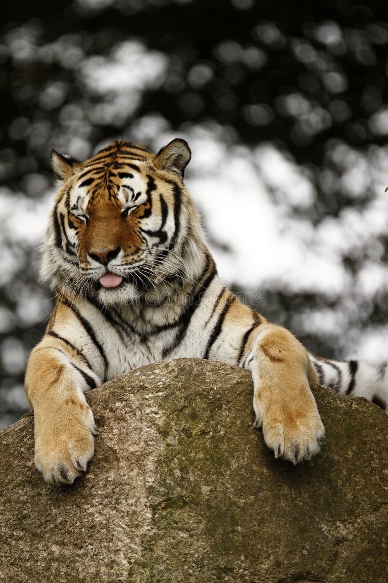 Tiger Stripe Granite Stock Photos - Free & Royalty-Free Stock Photos ...
